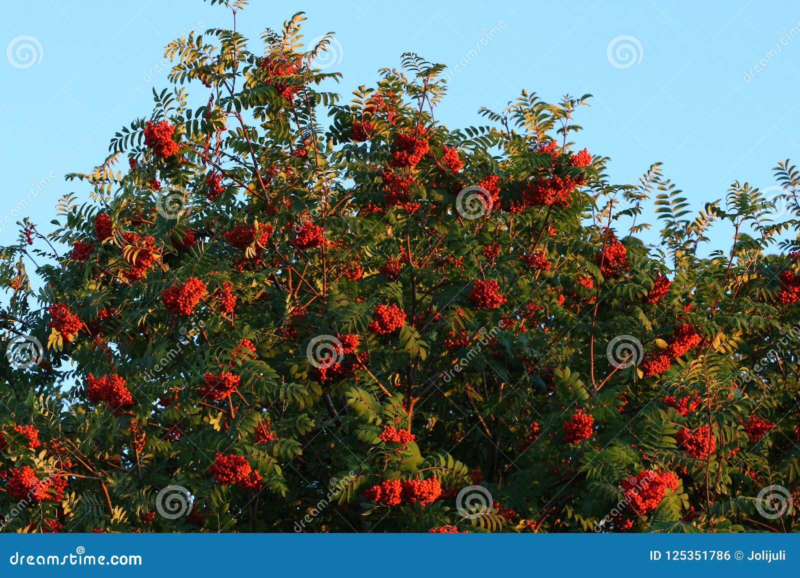 Mountain ash berries stock photo. Image of branches - 125351786