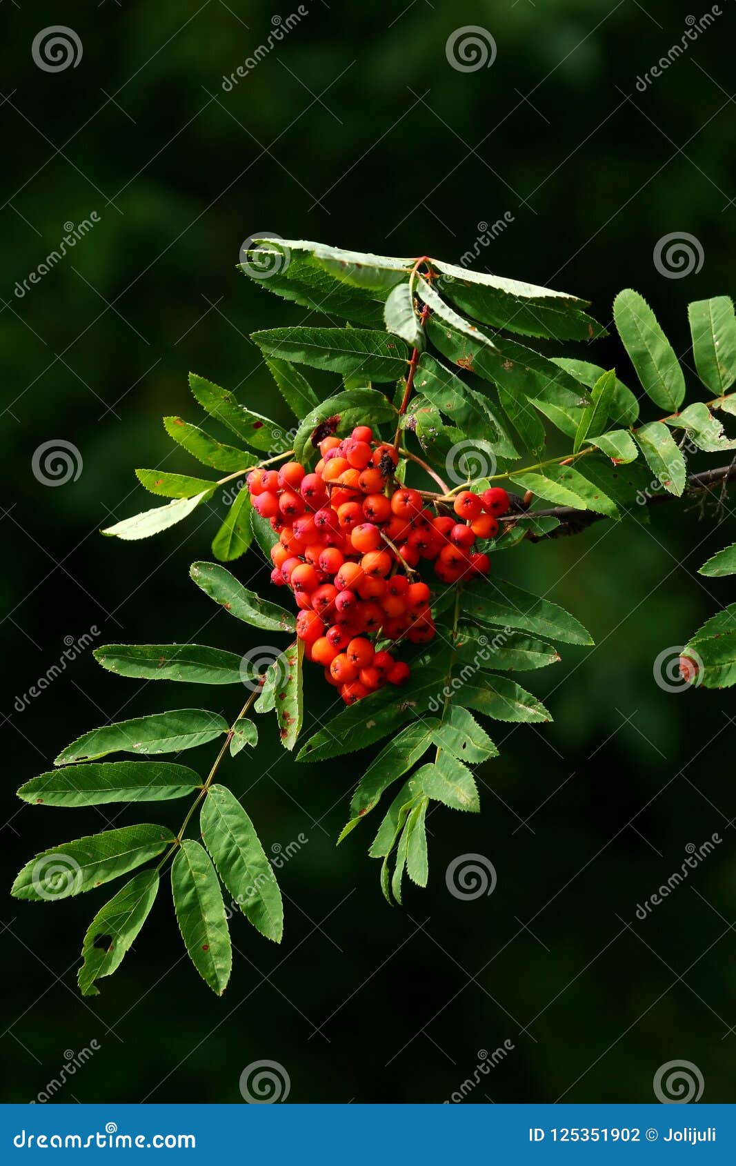 Mountain ash berries stock photo. Image of forest, green - 125351902