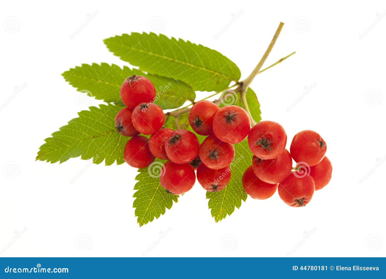Mountain ash berries stock image. Image of branches, plant - 44780181