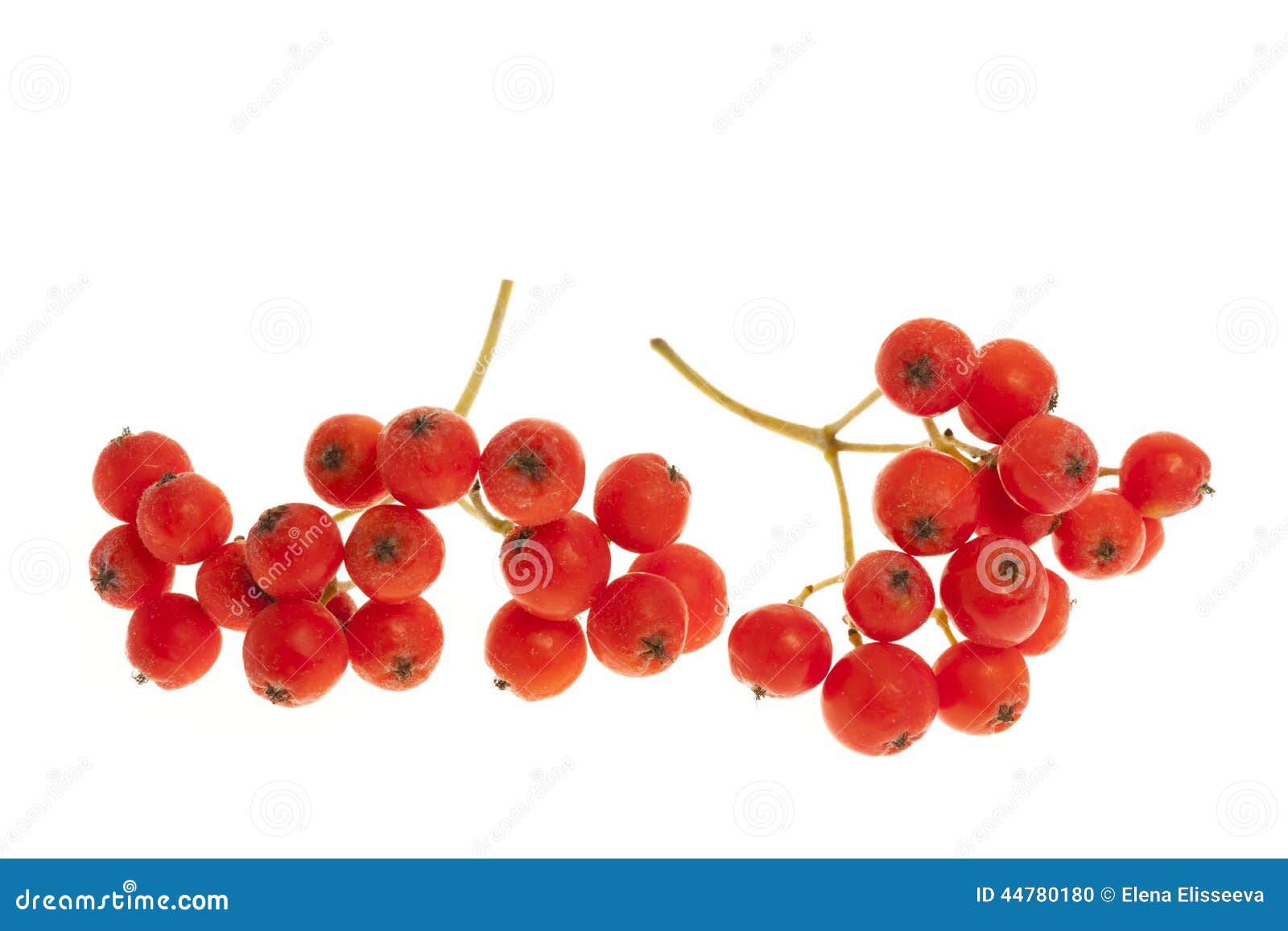 Mountain ash berry closeup stock photo. Image of fruit - 44780180