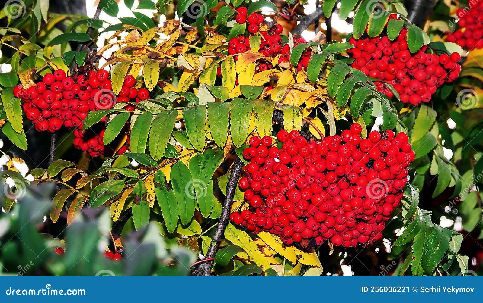 Mountain ash berry stock image. Image of doctors, yellow - 256006221