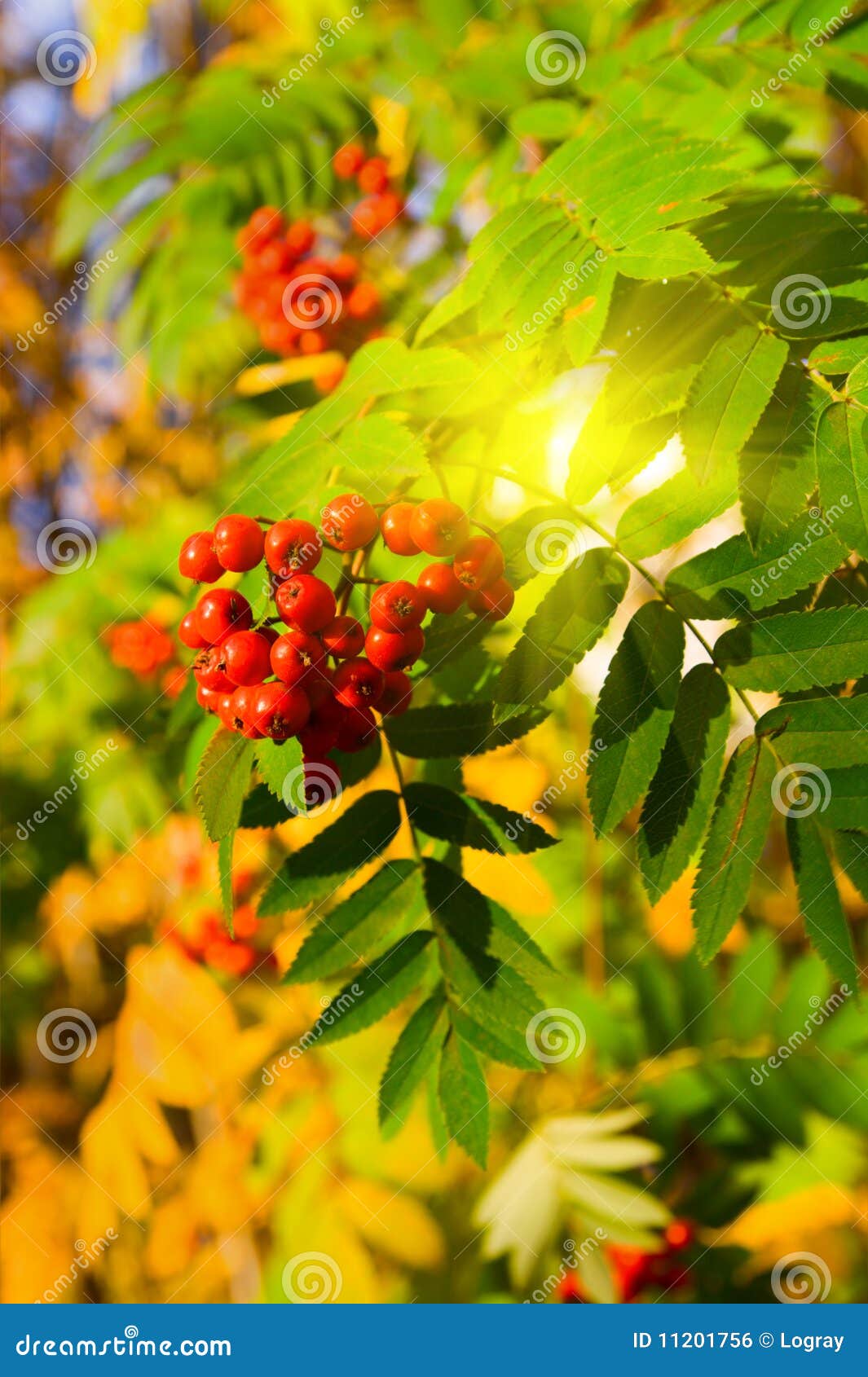 Mountain ash branch stock photo. Image of natural, outdoor - 11201756