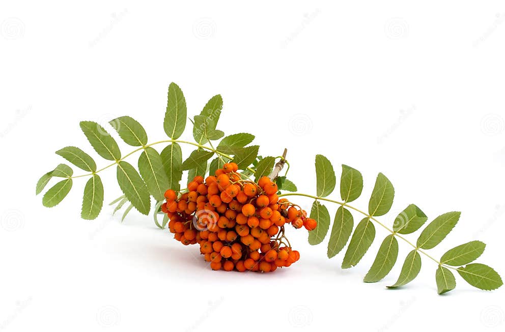 Mountain Ash branch stock image. Image of tree, european - 15030931
