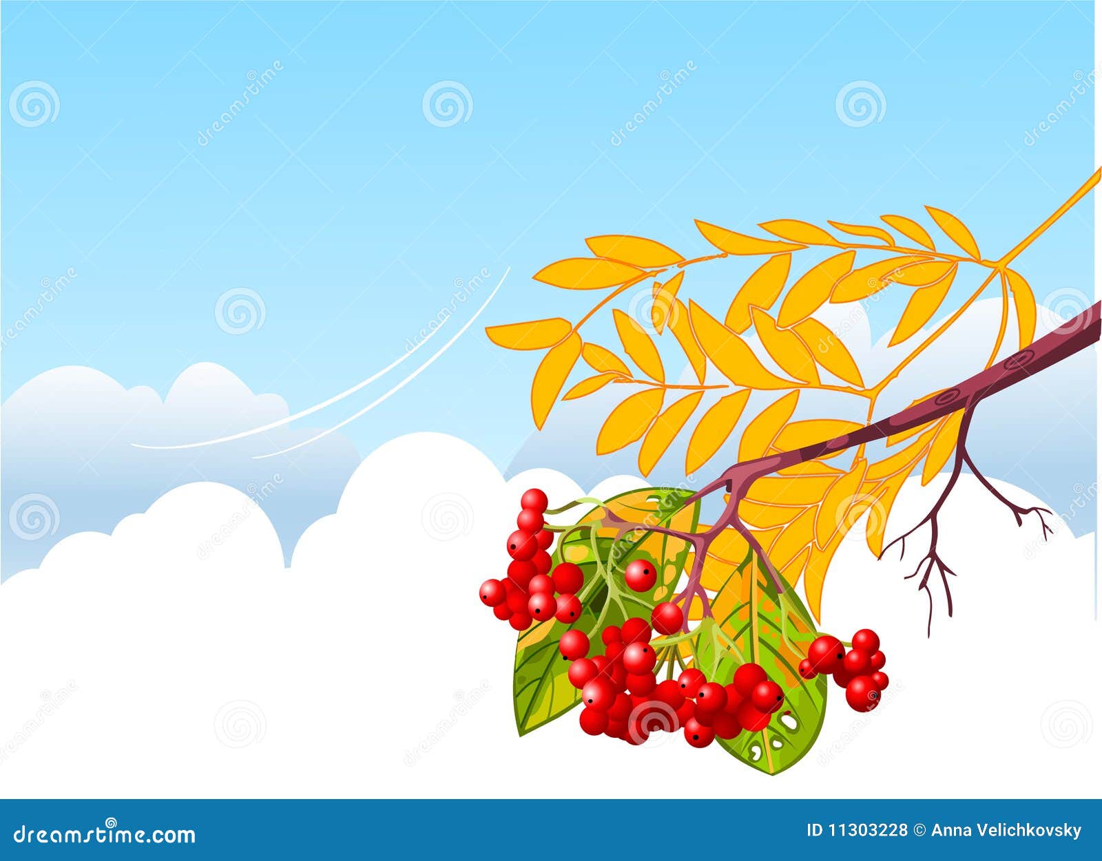 Mountain Ash Branch Background Stock Vector - Illustration of design ...