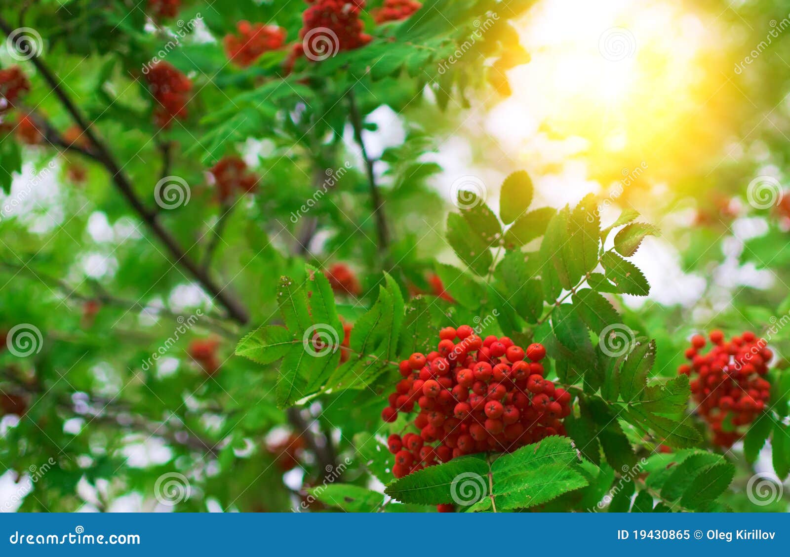 Mountain Ash Branch Closeup Stock Image - Image of flora, mountain ...