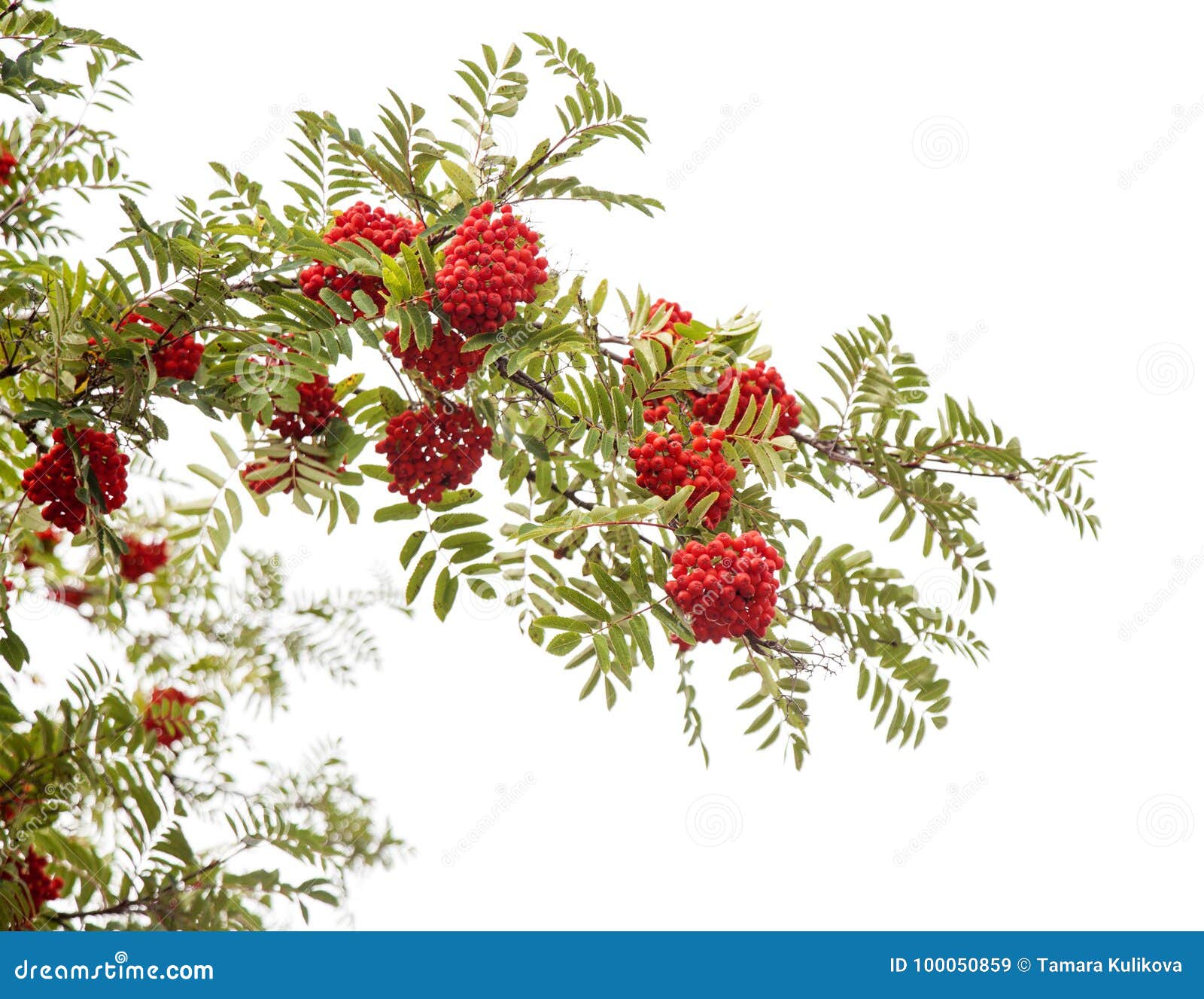 Mountain ash branch stock image. Image of beautiful - 100050859