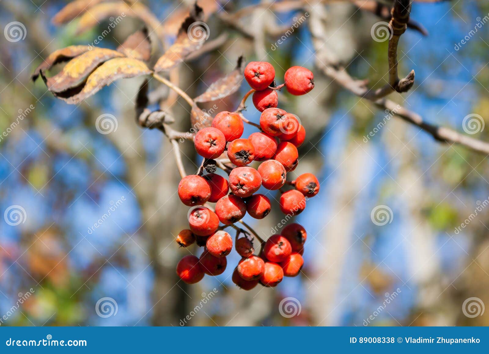Mountain Ash Cluster in Warm and Sunny Autumn Day Stock Photo - Image ...
