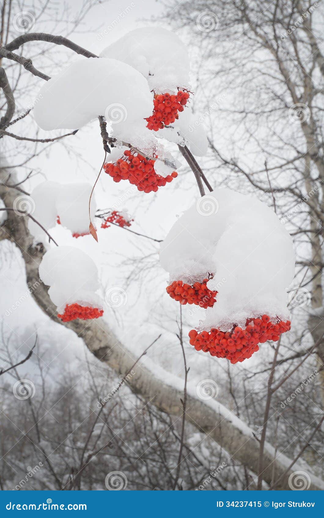 Mountain ash stock image. Image of tree, winter, bush - 34237415