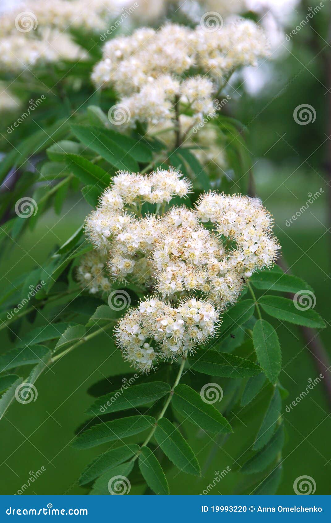 Mountain ash flower stock photo. Image of daylight, color - 19993220