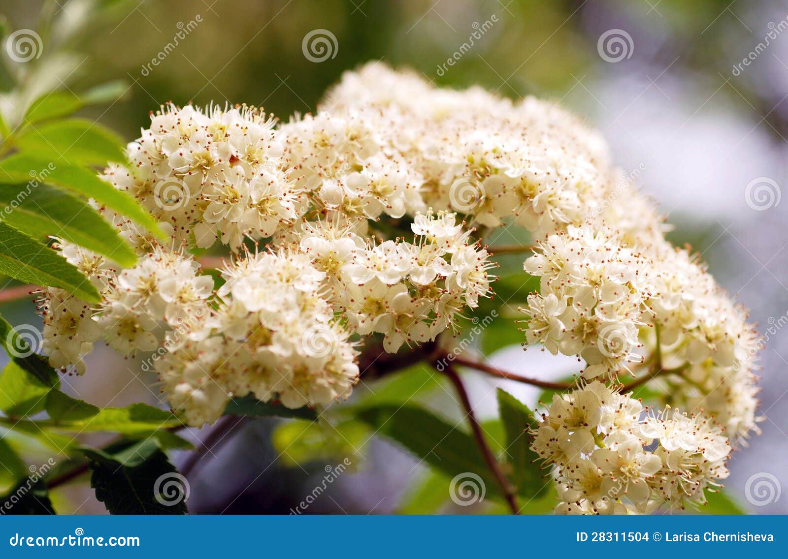 Mountain Ash Flowers. Macro Stock Photo - Image of vitamins, buds: 28311504