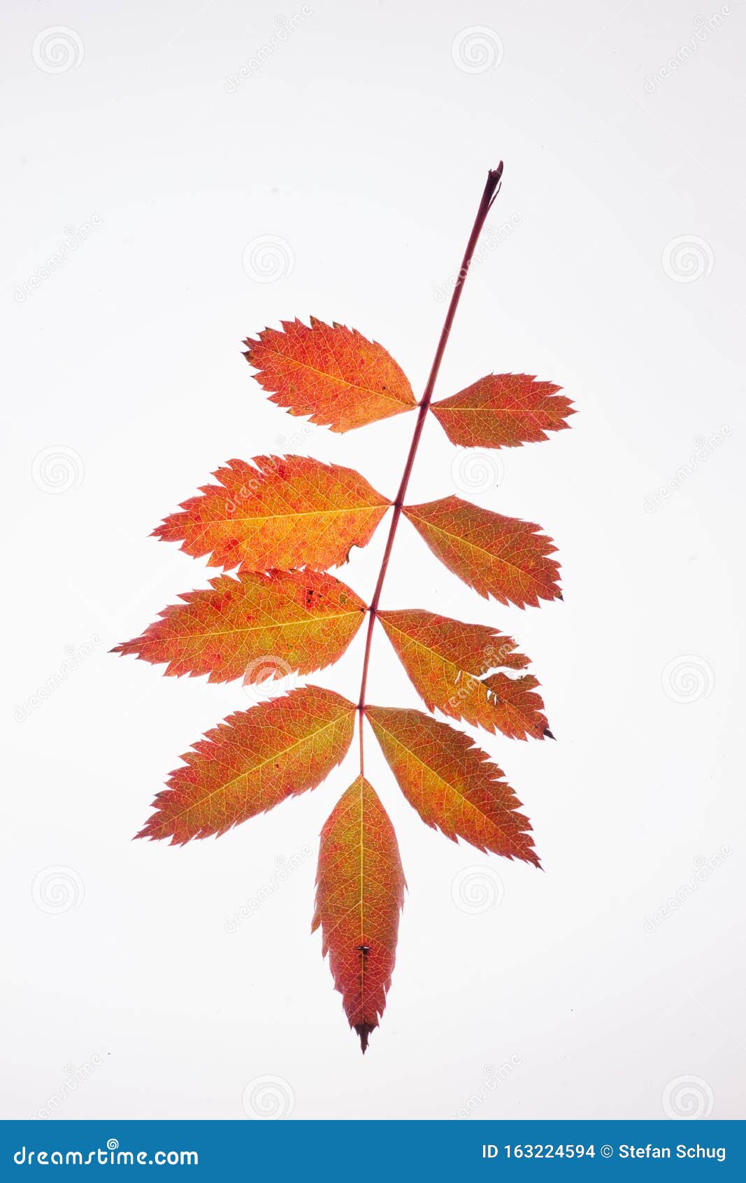 Mountain Ash - Isolated Autumn Leaf Stock Photo - Image of fall, plant ...
