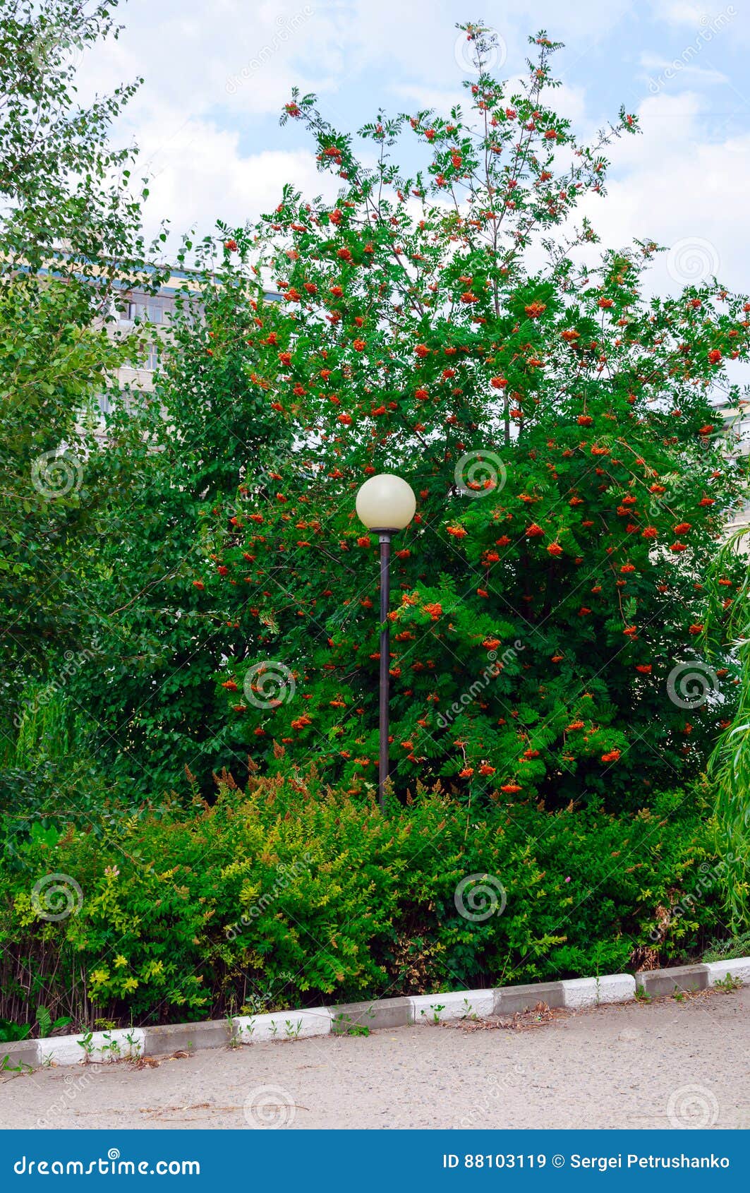 Mountain ash and lamp stock image. Image of night, light - 88103119