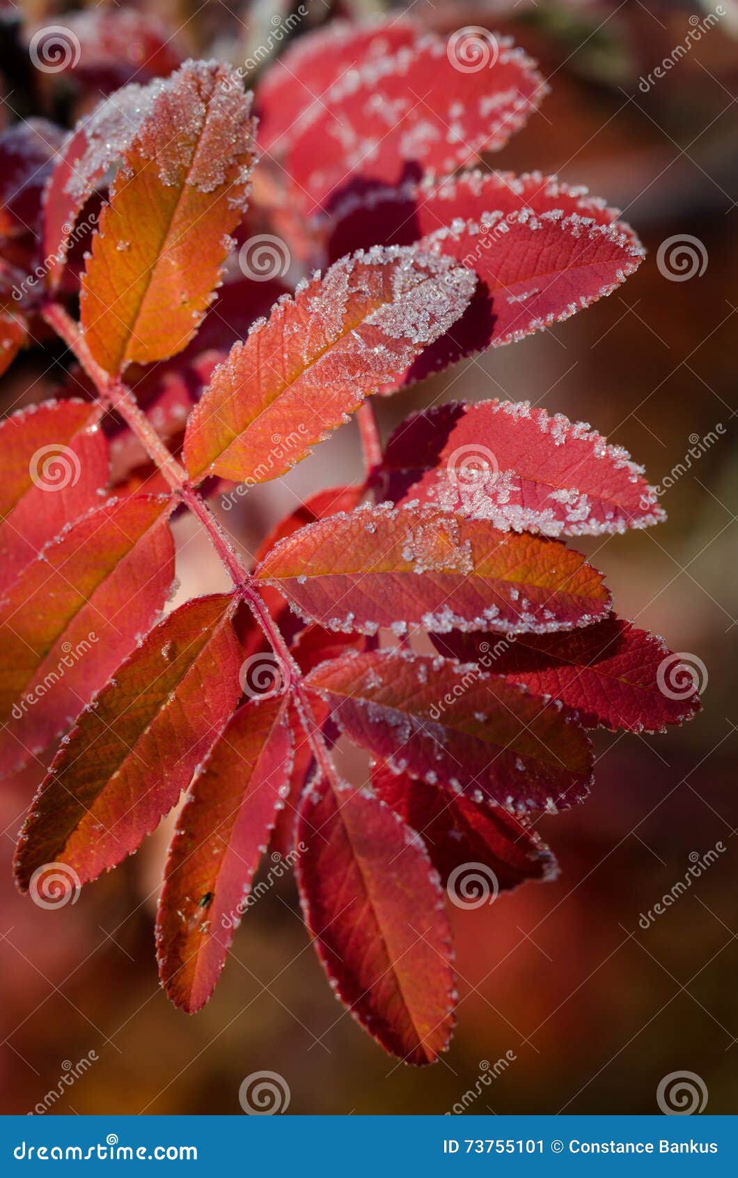 Mountain Ash Red stock image. Image of macro, leaf, twig - 73755101