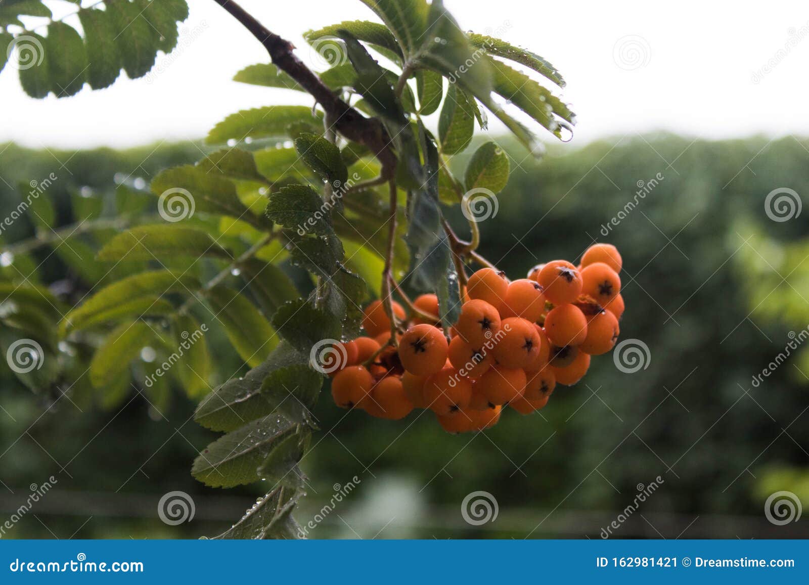Mountain Ash Rowan in the Rain Stock Image - Image of eating, closeup ...