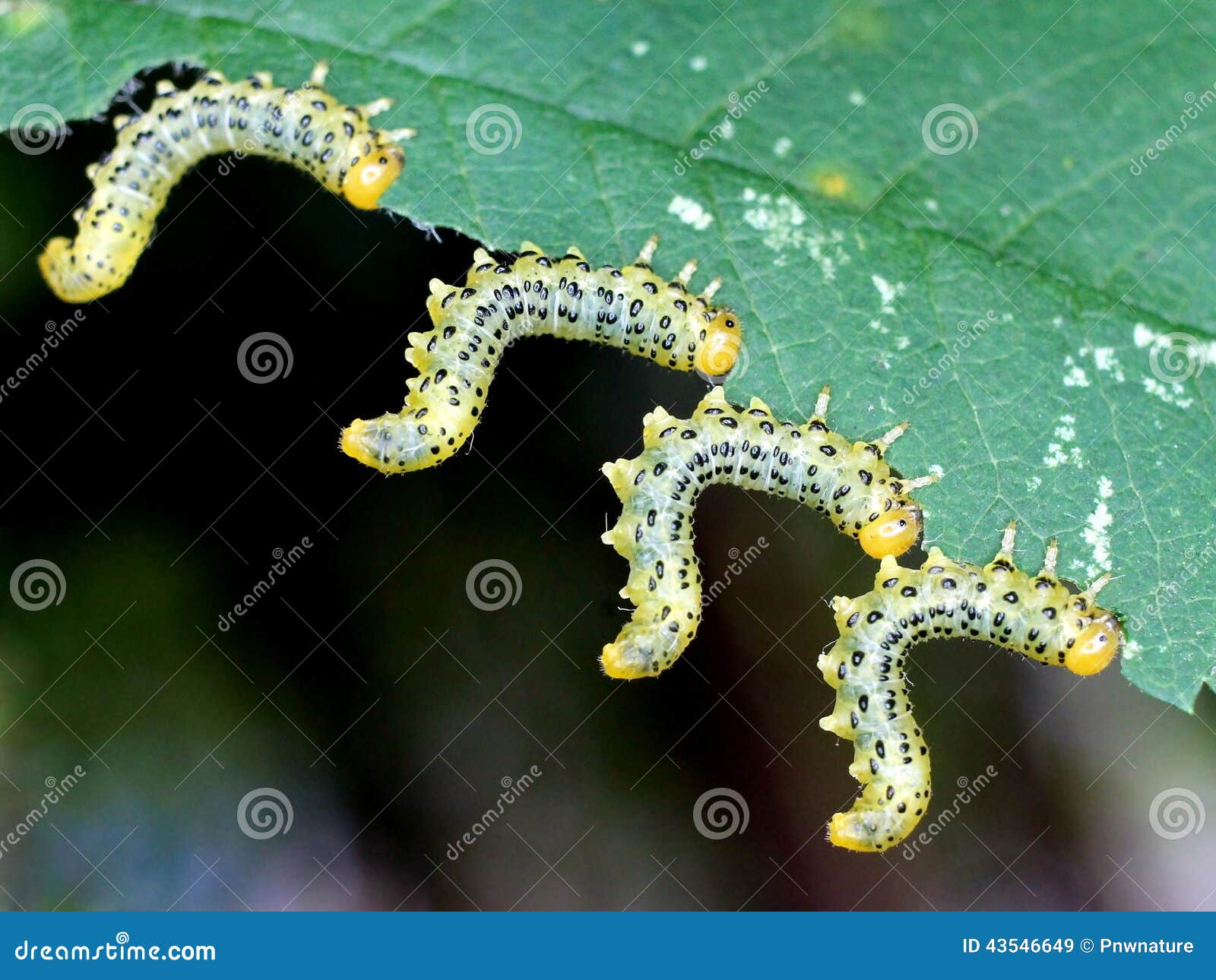 Sawfly Larvae Feeding On Rose Leaf. Stock Photography | CartoonDealer ...