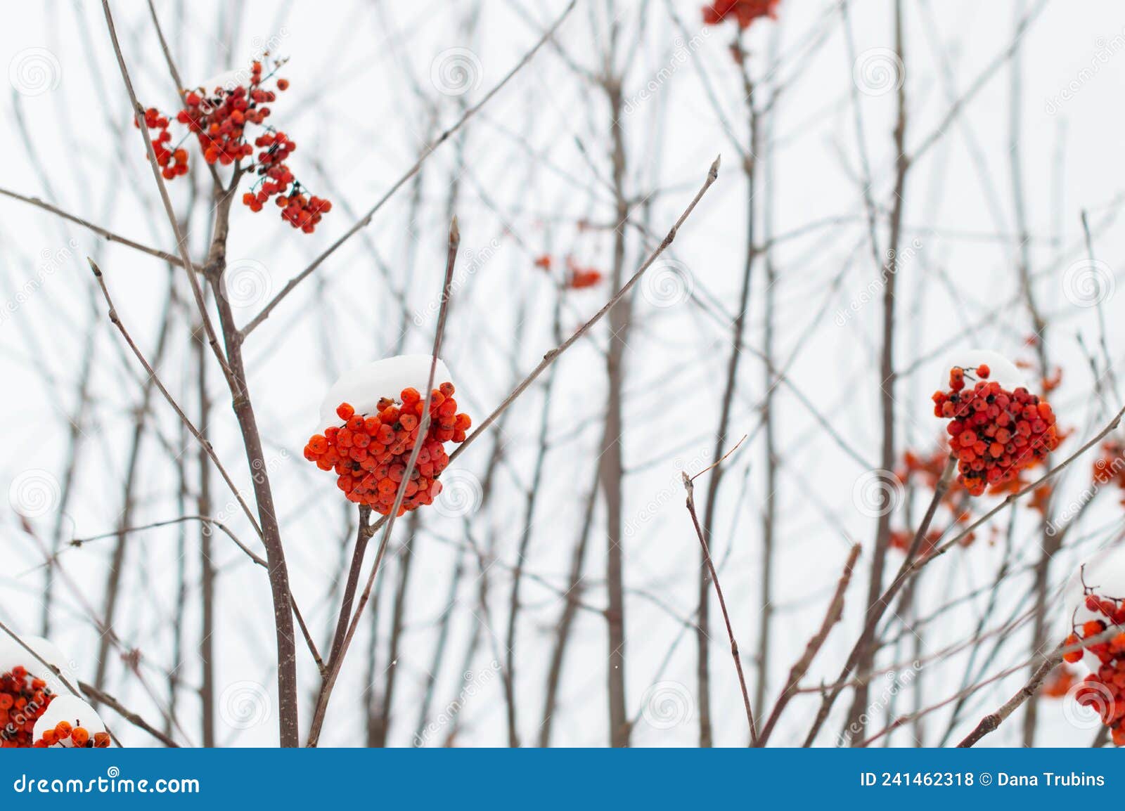 Mountain Ash in the Snow. Snow-covered Mountain Ash Tree Stock Photo ...