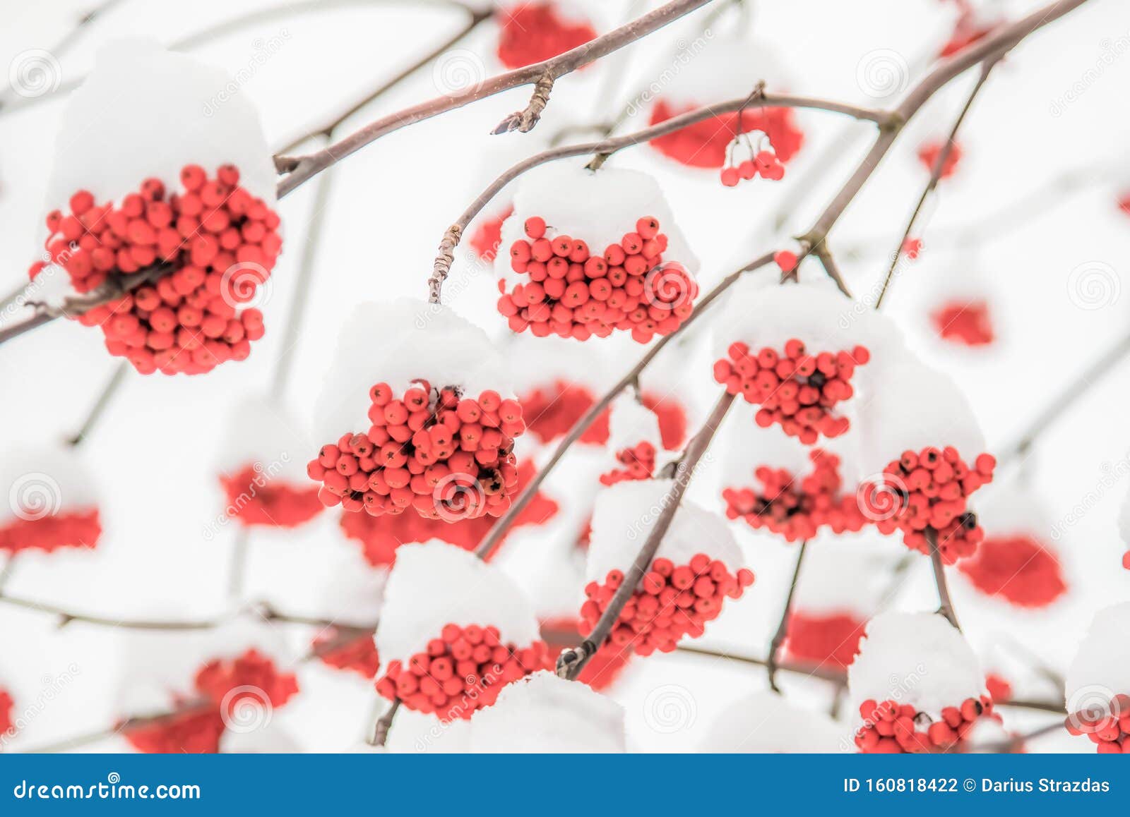 Mountain ash in winter stock photo. Image of flora, branch - 160818422