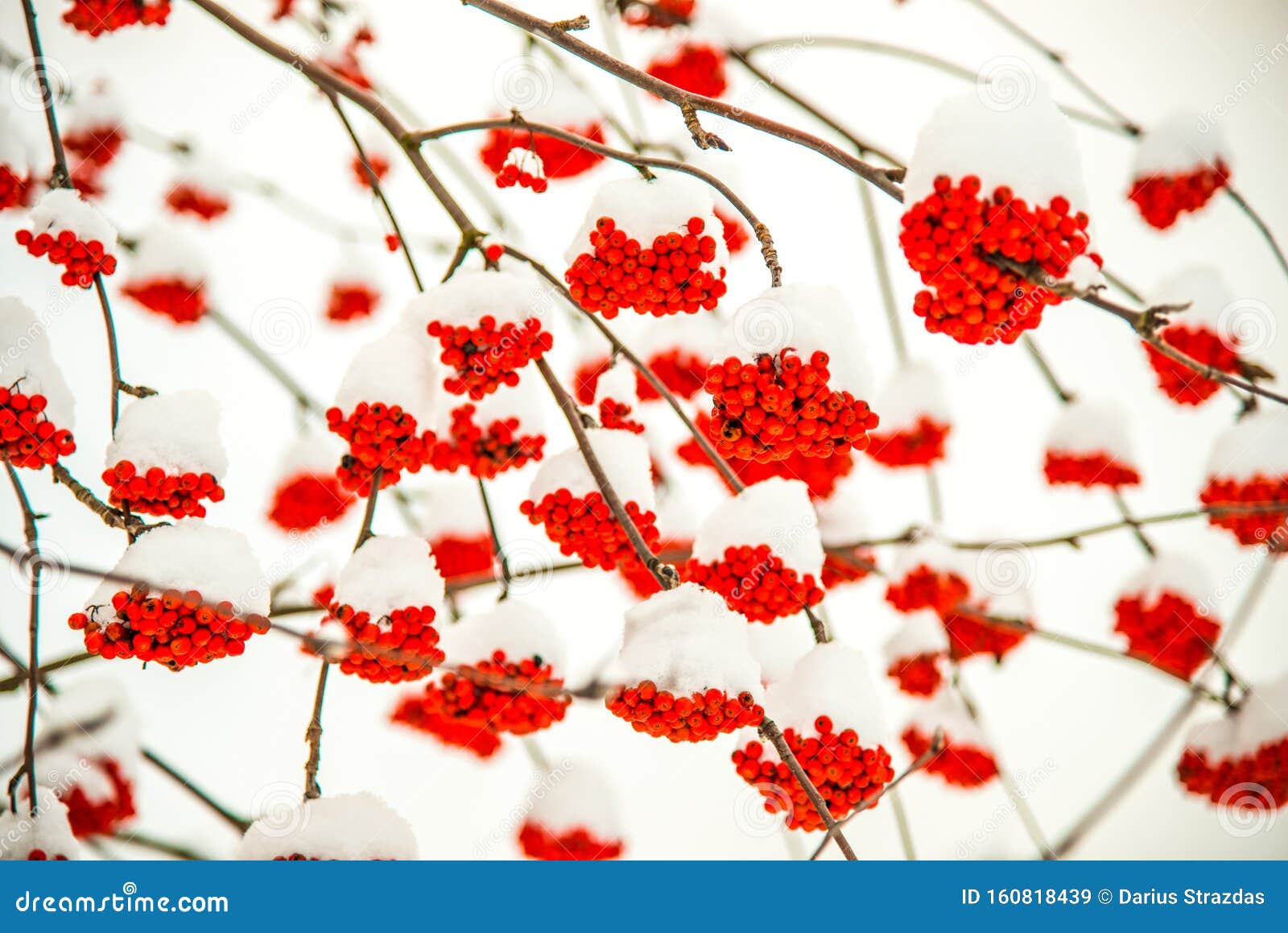 Mountain ash in winter stock image. Image of nature - 160818439
