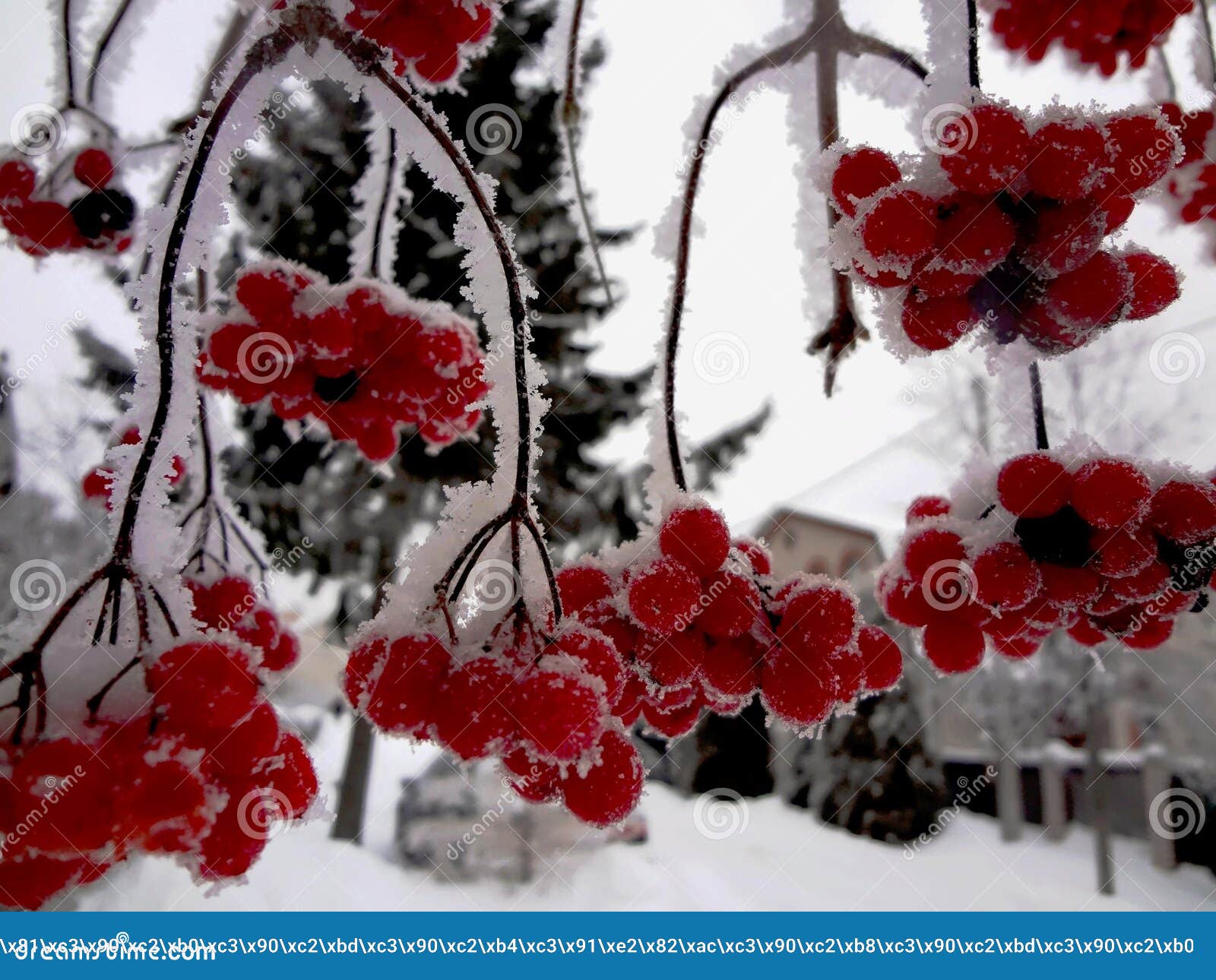 Mountain ash in snow stock image. Image of mountain, russia - 79366137
