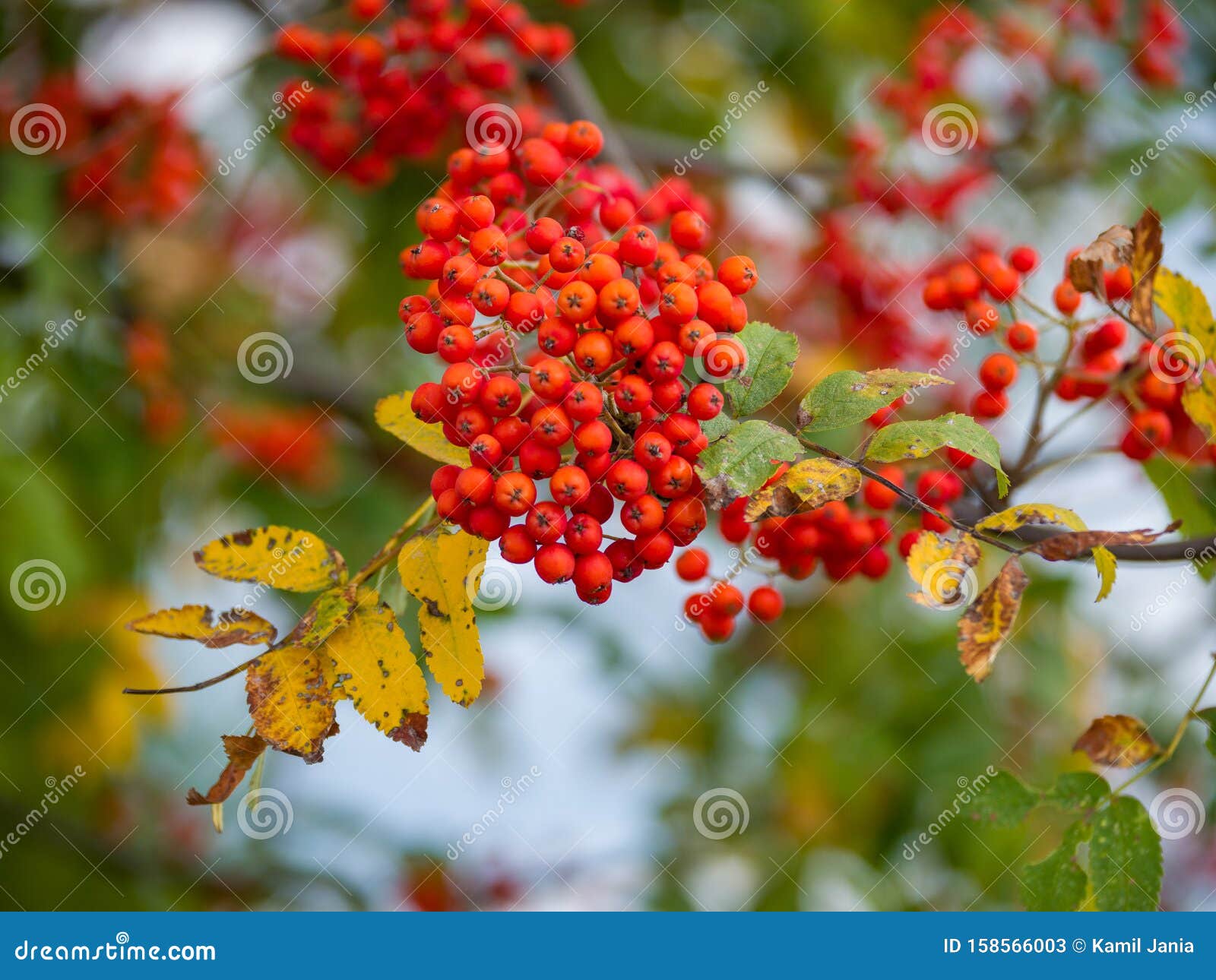 Mountain Ash on a Tree in Autumn Stock Image - Image of woman, close ...