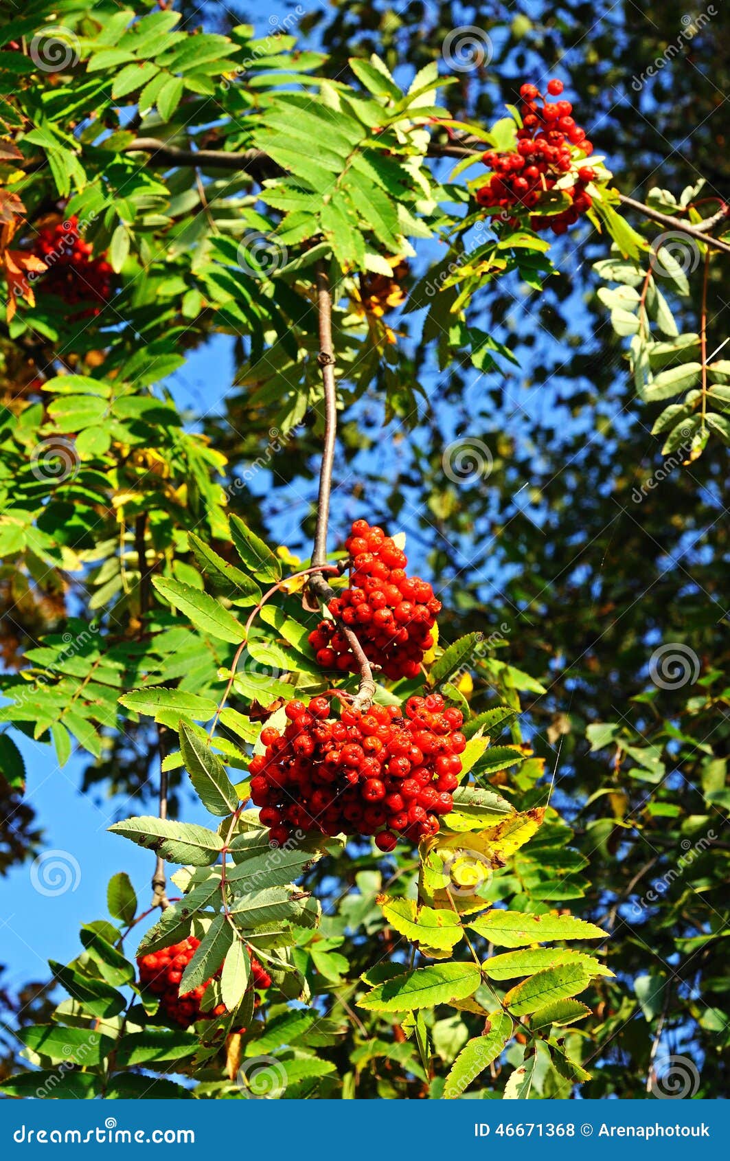 Mountain Ash Tree with Berries. Stock Photo - Image of europe, sorbus ...