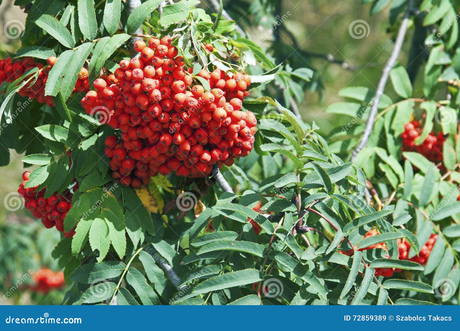 Mountain-ash tree berry stock image. Image of lots, color - 72859389