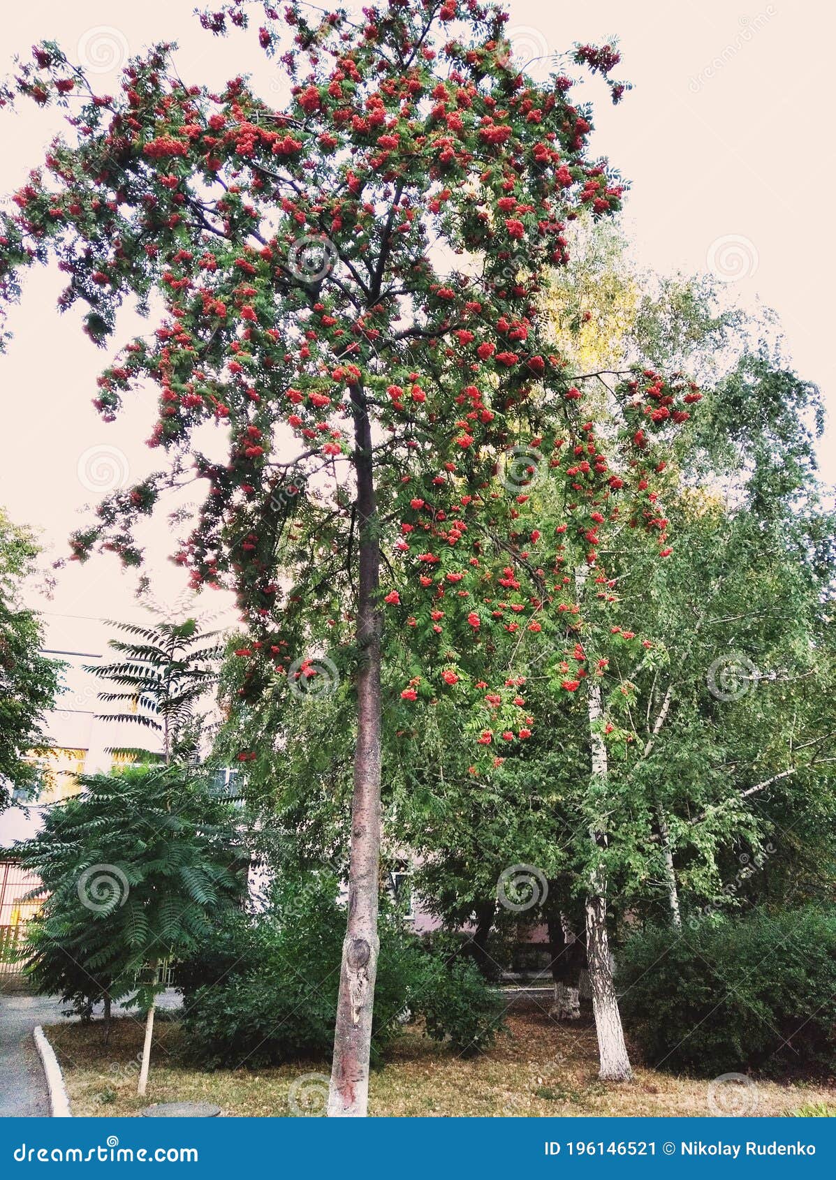 Mountain Ash Tree with Red Clusters of Berries Stock Image - Image of ...
