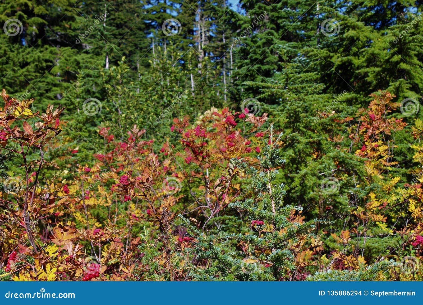 Mountain Ash Trees with Red Berries and Fall Foliage Stock Photo ...