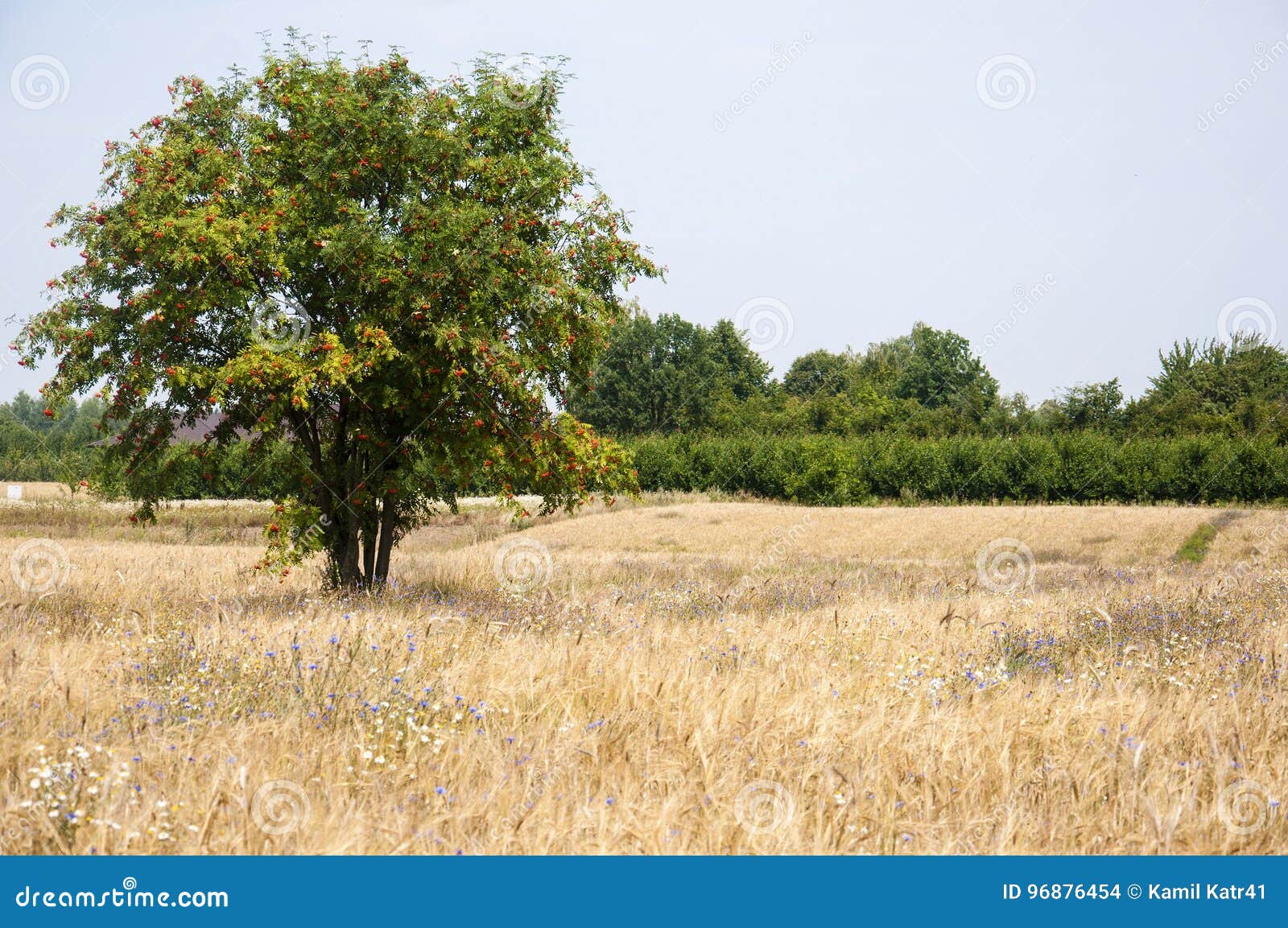Mountain Ash on the Wheat Field Stock Photo - Image of landscape, quiet ...