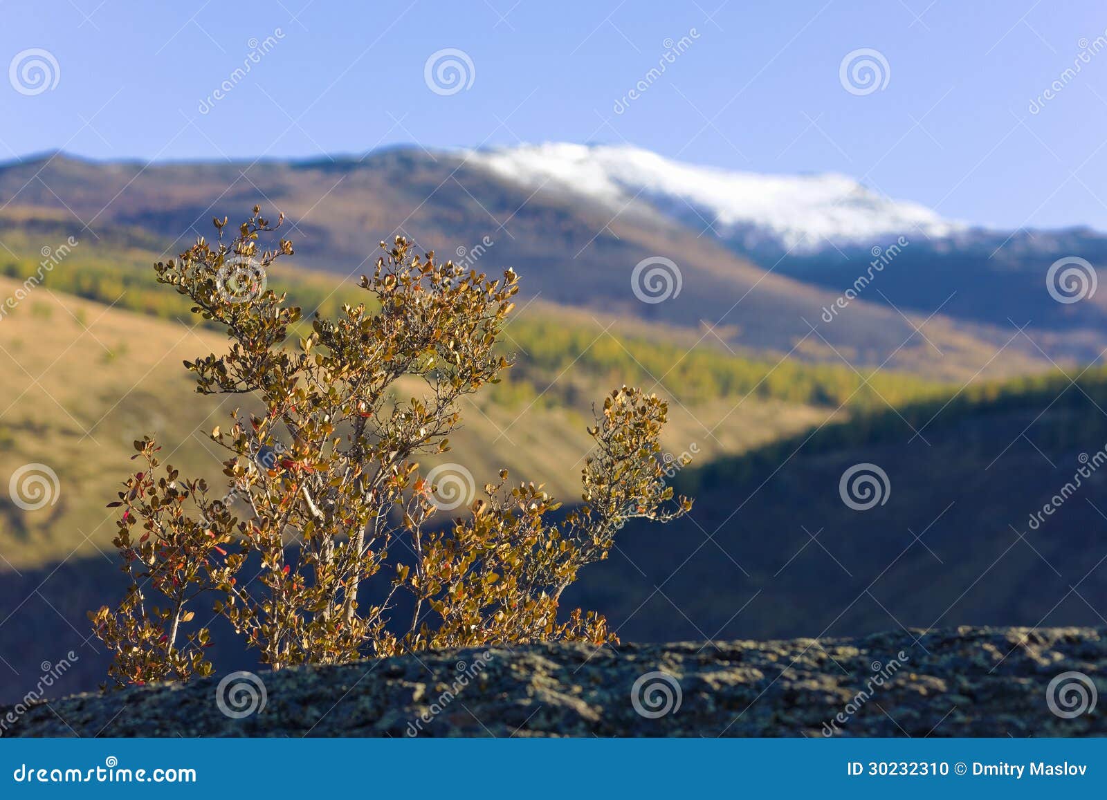 Bush on the edge stock photo. Image of nature, range - 30232310