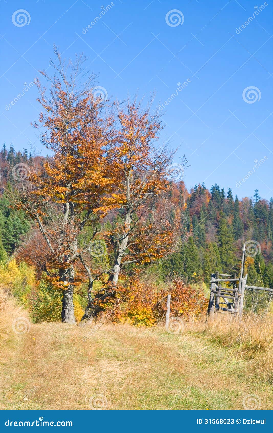 Mountain Autumn Landscape with Colorful Forest Stock Image - Image of ...