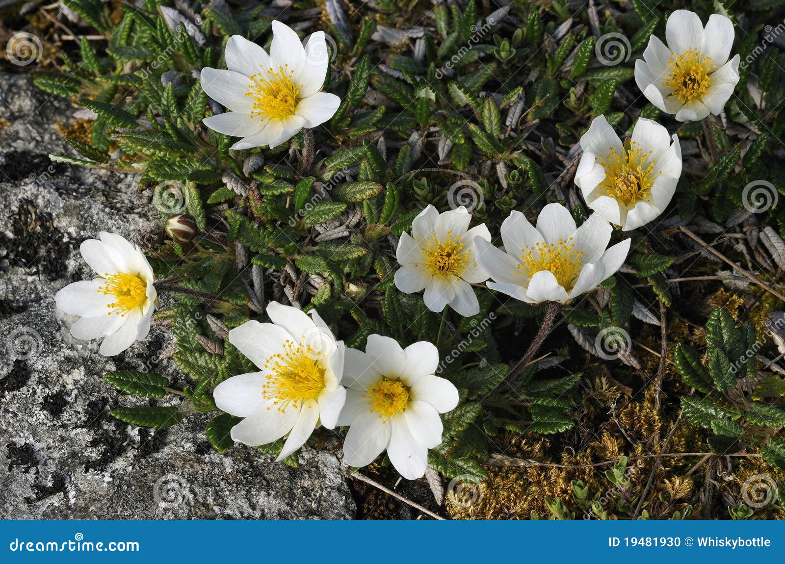 Mountain Avens stock photo. Image of avens, octopetala - 19481930