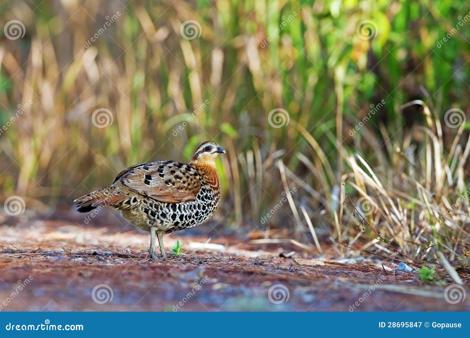 Mountain Bamboo Partridge (female) Stock Image - Image of branch ...
