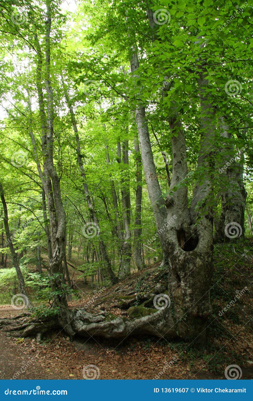 Old Mountain Beech Tree (Nothofagus Cliffortioides) In The Alpine Forest Of Mount Ruapehu, New ...