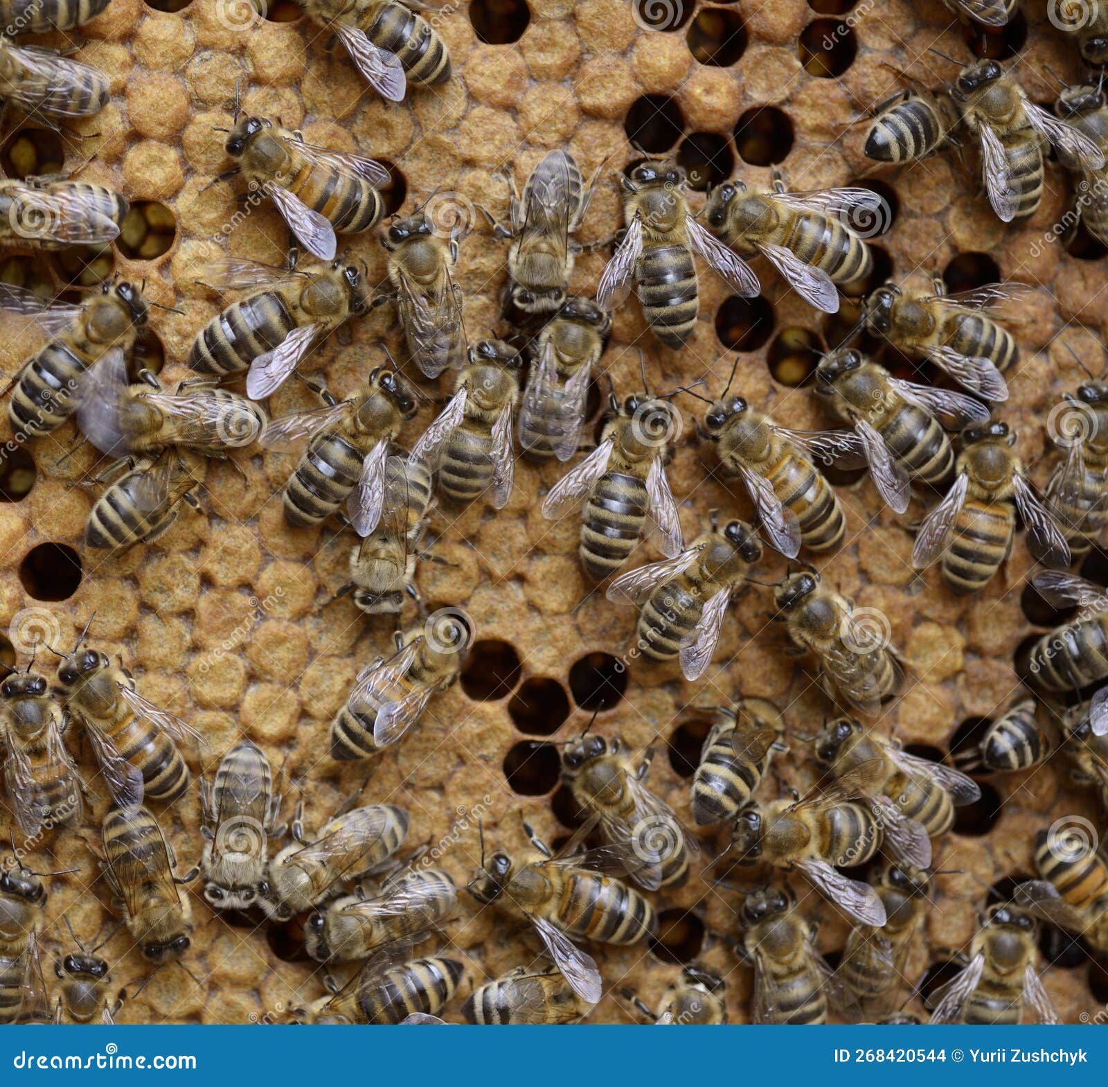 Mountain Bees Swarming on a Frame Stock Photo - Image of hiving, honey ...
