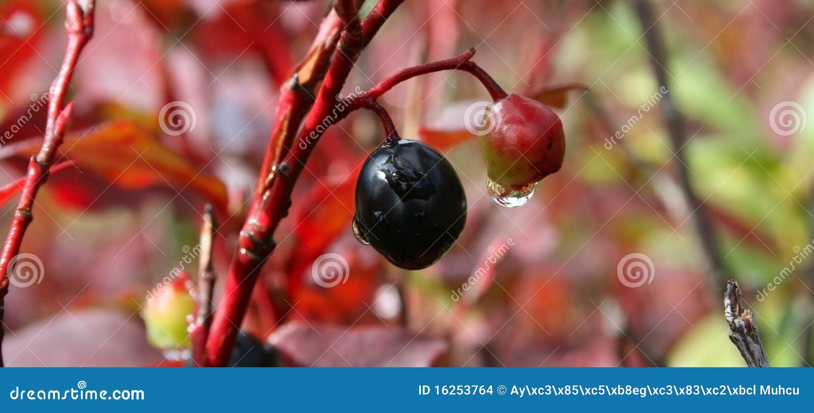 Mountain Berry stock photo. Image of blackberry, bush - 16253764