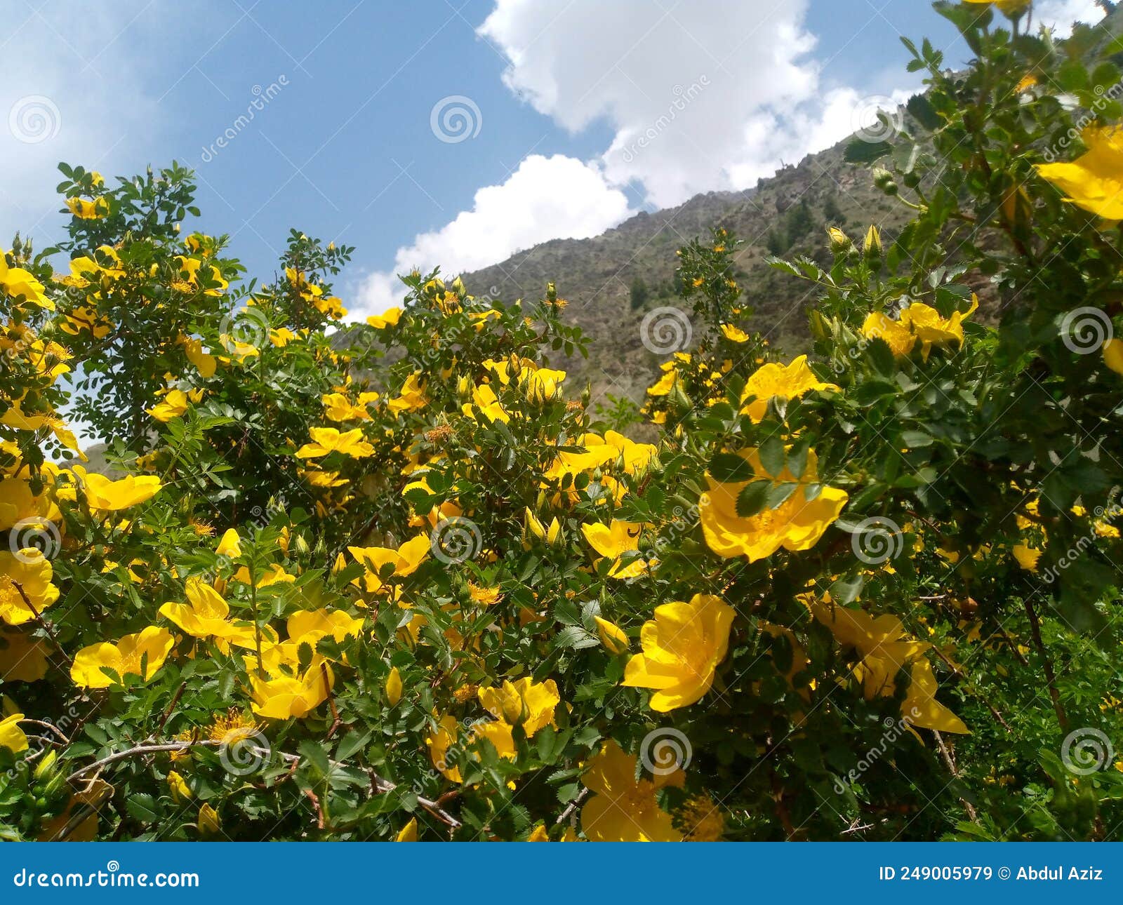 Mountain Best Flowers with Best Semail Stock Image - Image of flowers ...