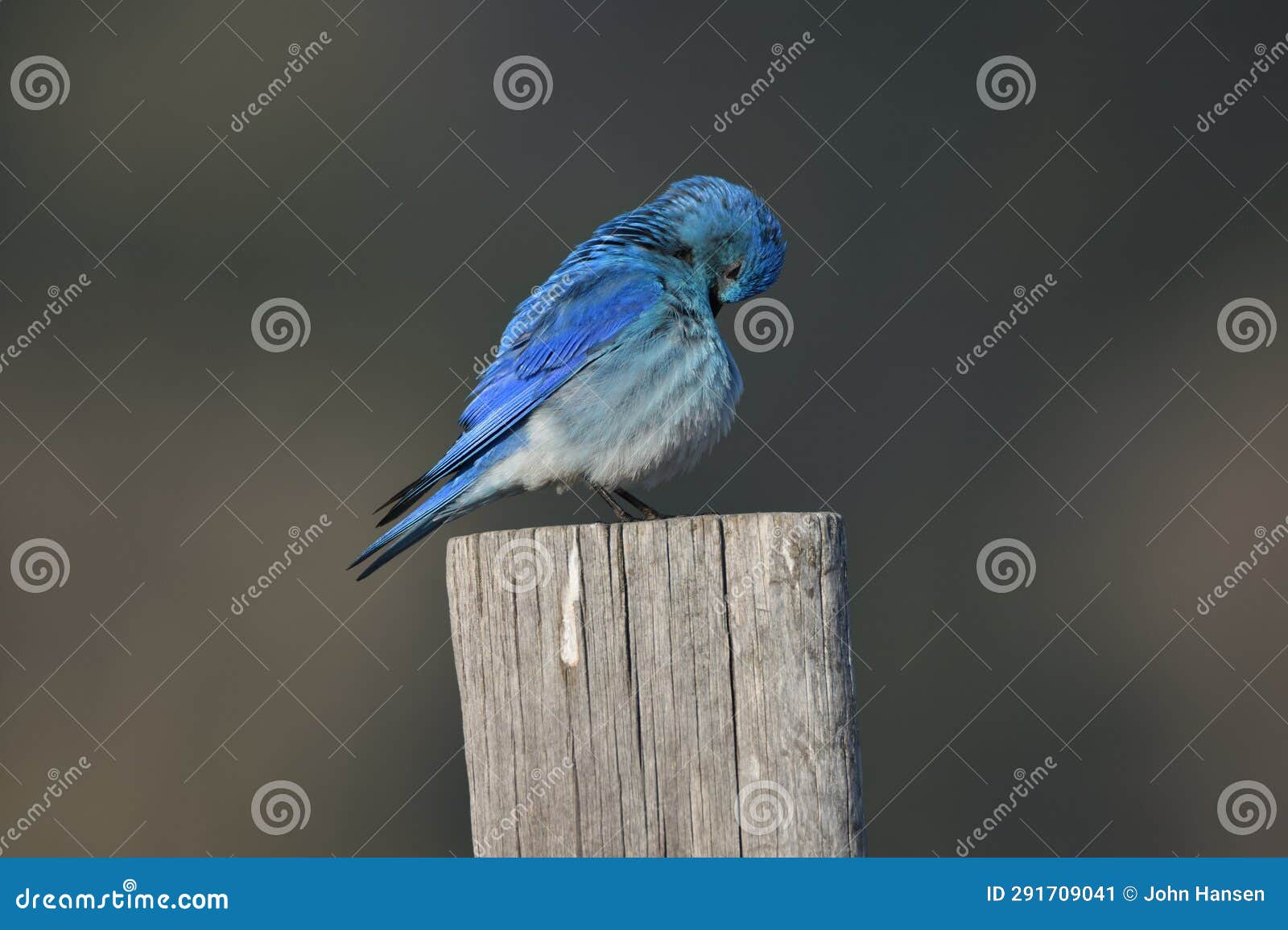 Preening blue bird stock image. Image of preening, bird - 291709041