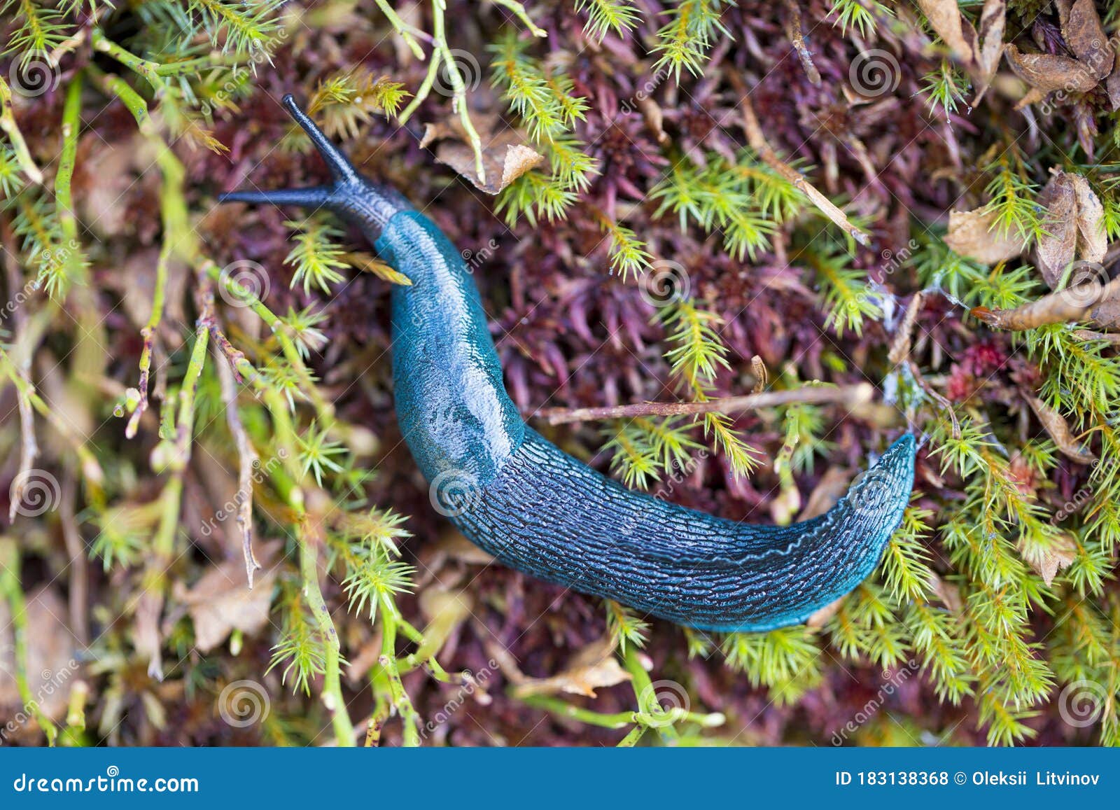 Mountain Blue Snail Creeping among Grass and Needles Close Up Stock ...