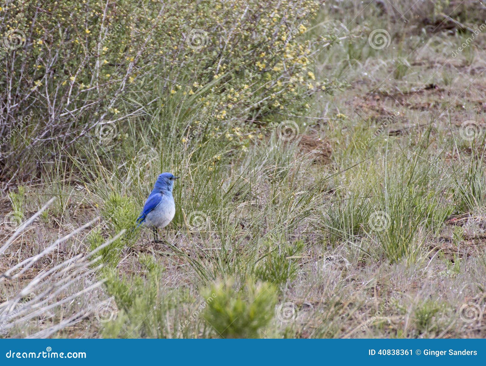 Mountain Bluebird Bird Standing in Desert Brush Stock Image - Image of ...