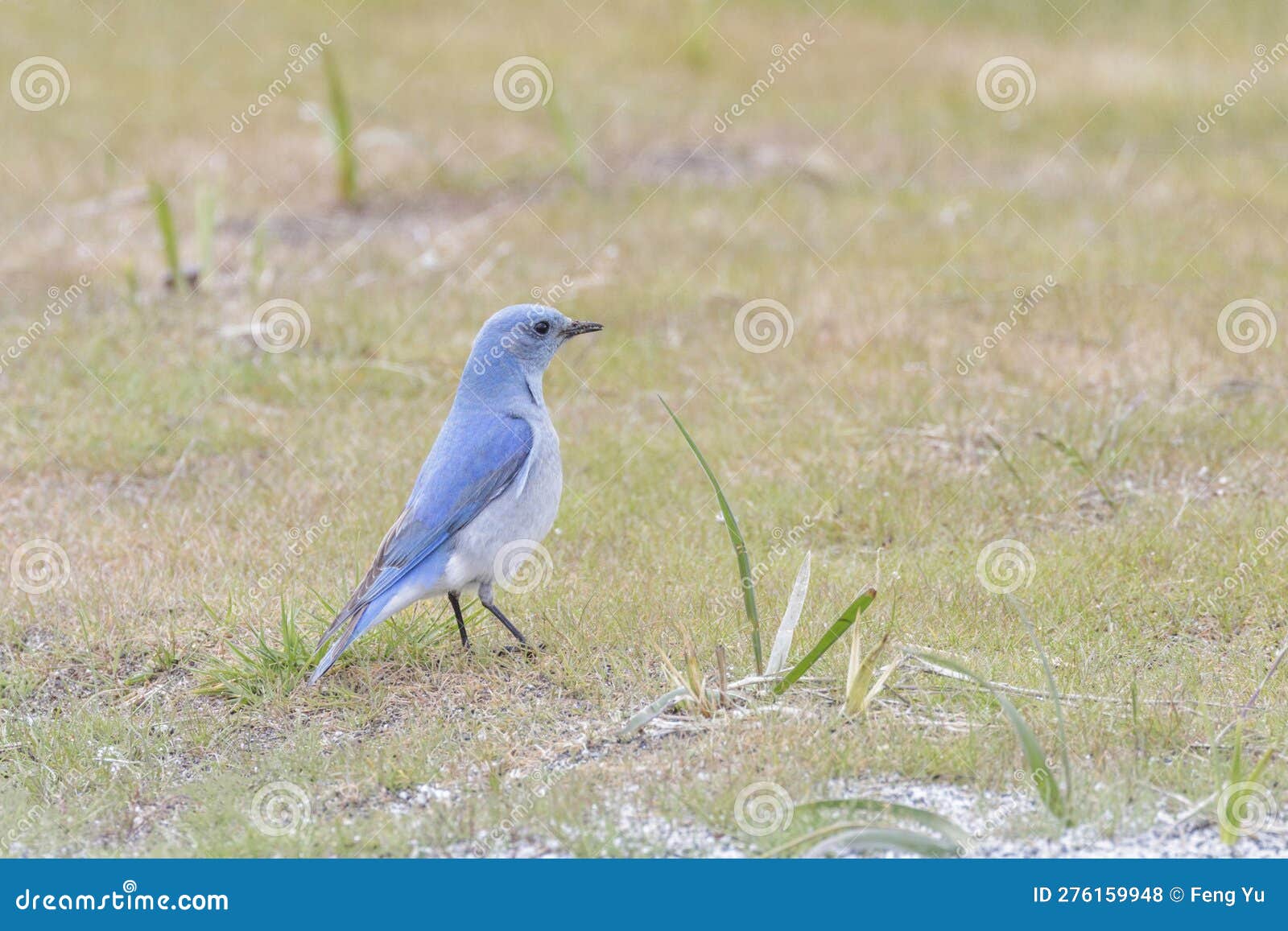 Mountain Bluebird bird stock photo. Image of nature - 276159948