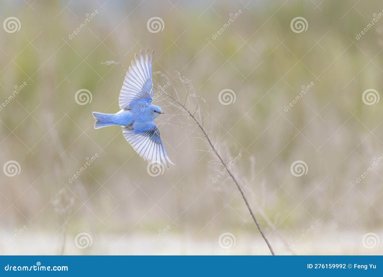 Mountain Bluebird bird stock photo. Image of british - 276159992