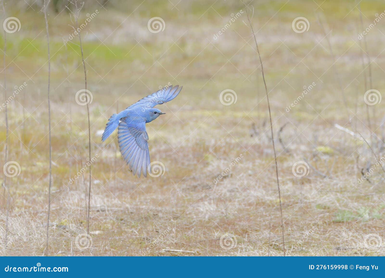 Mountain Bluebird bird stock photo. Image of bluebird - 276159998
