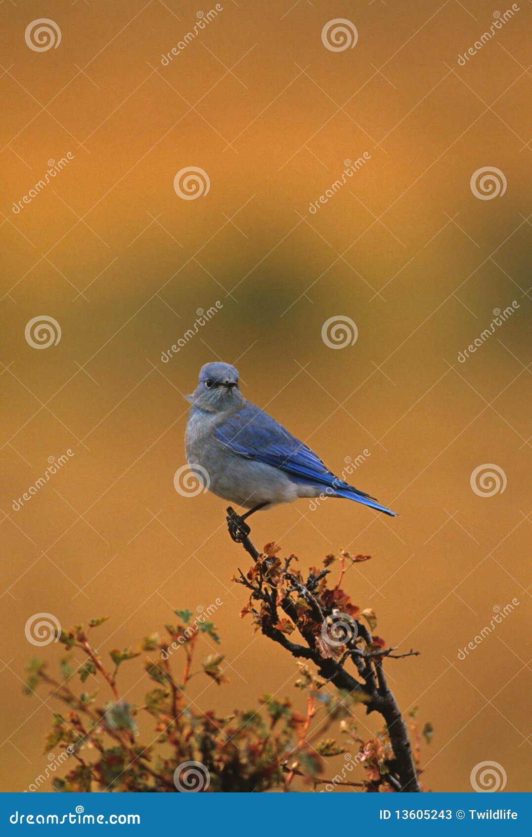 Mountain Bluebird in Fall stock image. Image of west - 13605243