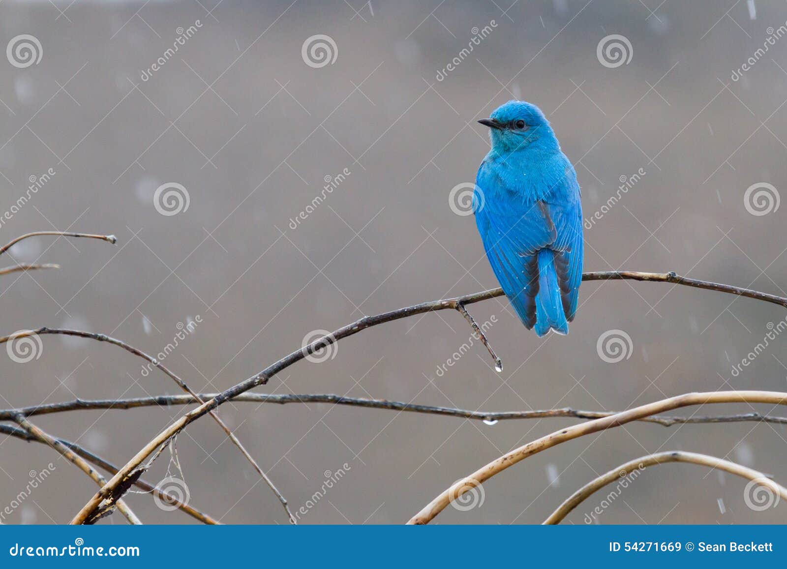 Mountain Bluebird stock image. Image of nature, songbird - 54271669