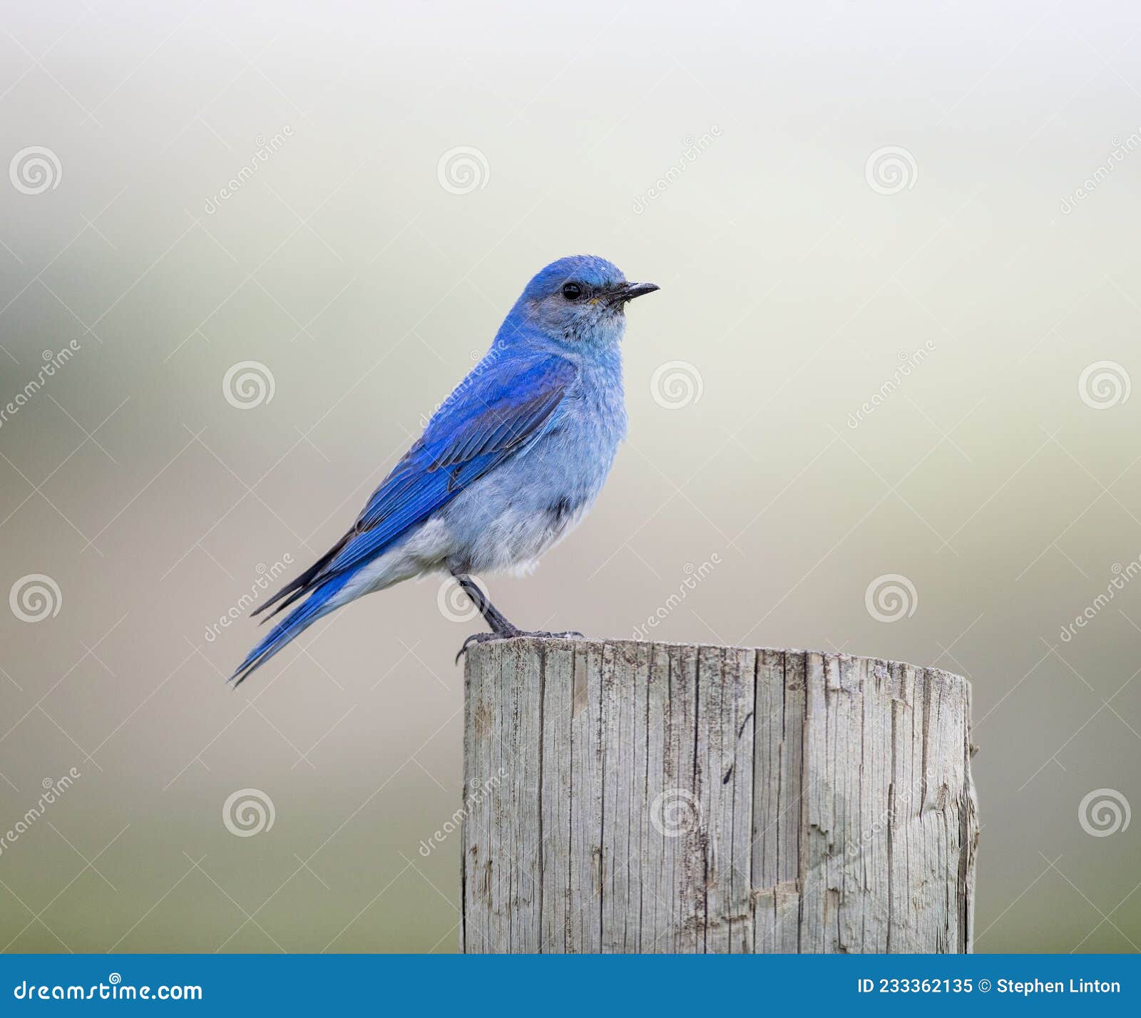 Mountain Bluebird Eating stock image. Image of thrush - 233362135
