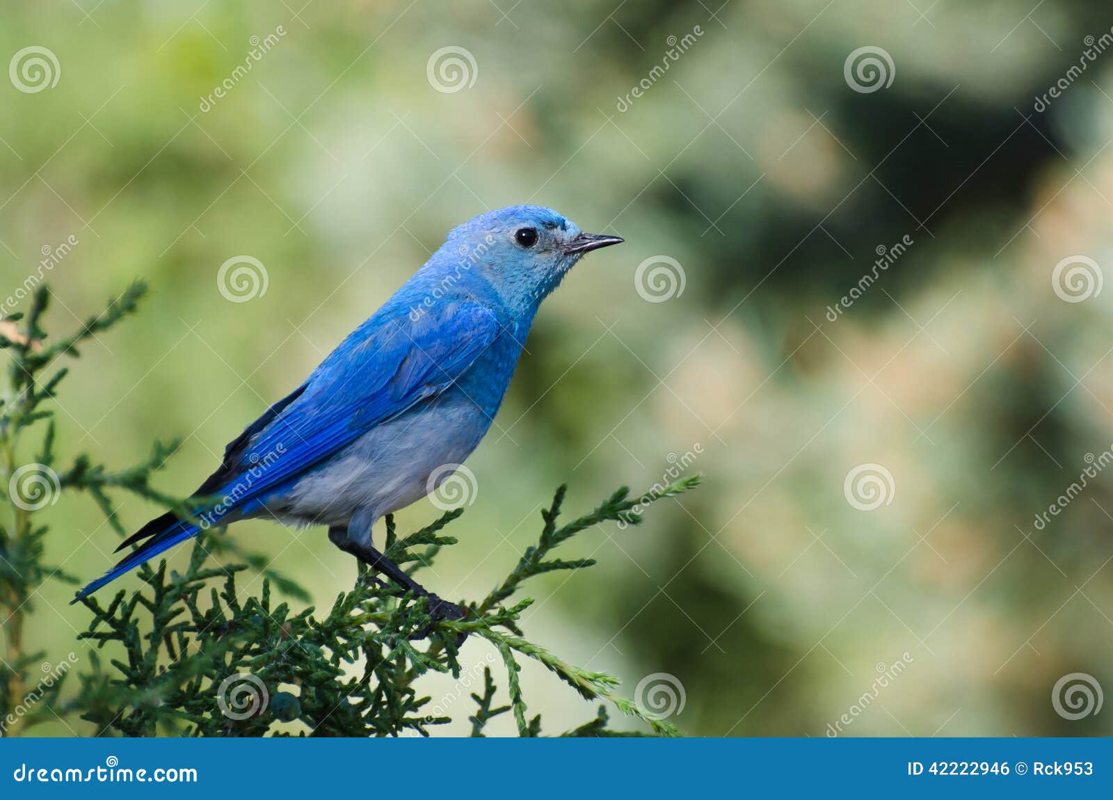Mountain Bluebird Perched in a Tree Stock Photo - Image of sitting ...