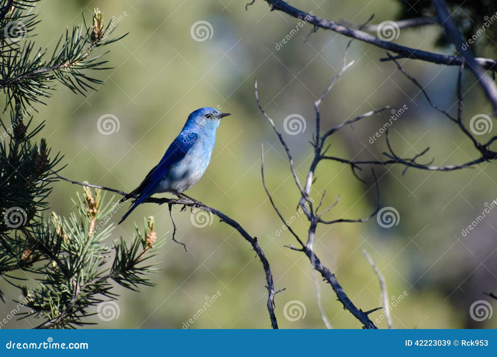 Mountain Bluebird Perched in a Tree Stock Image - Image of resting ...