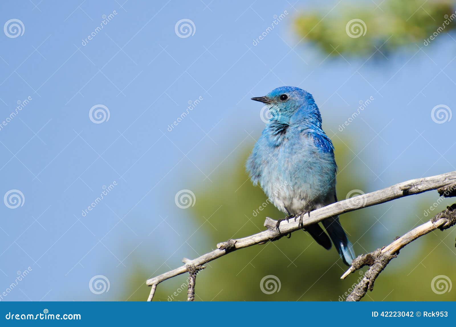 Mountain Bluebird Perched in a Tree Stock Photo - Image of branch ...
