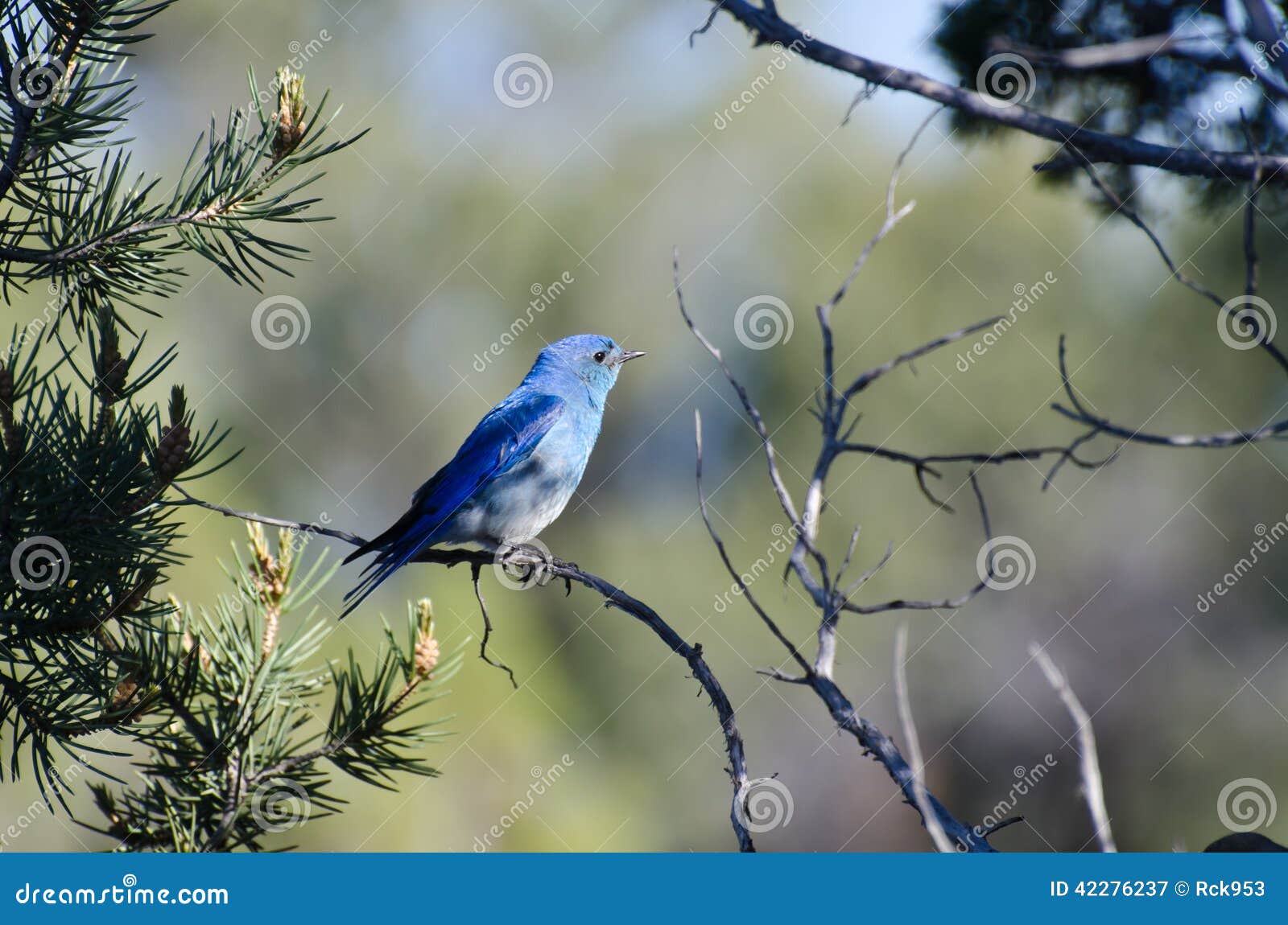 Mountain Bluebird Perched in a Tree Stock Image - Image of resting ...